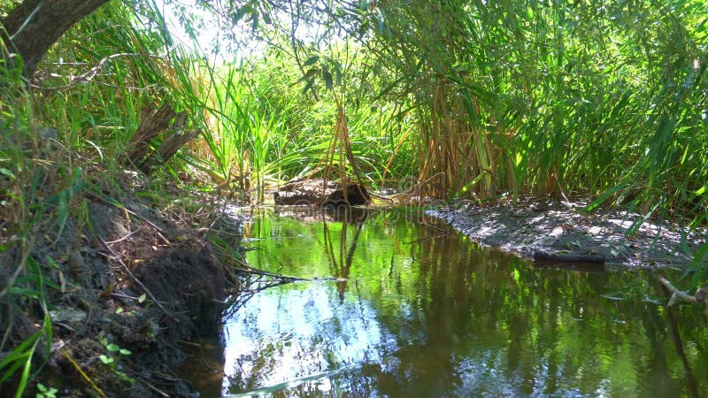A River with Swamp Grass. a River with an Old Log and Marsh Grass Stock ...