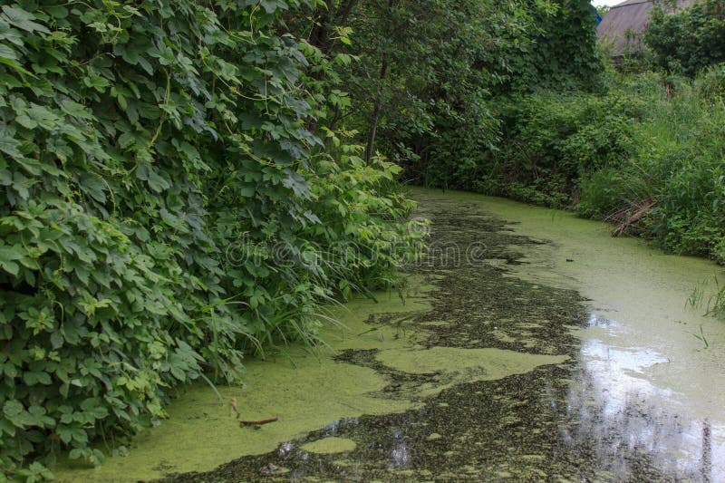 Small Swamped Quarry with Stone, Water, Trees and Blue Sky, Czech ...