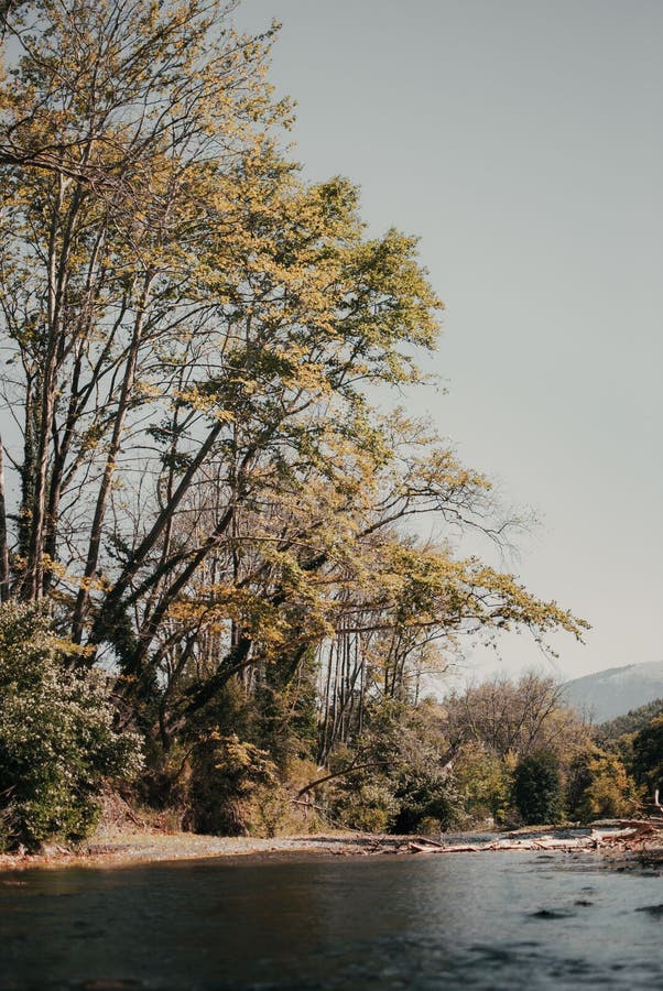 River with Tall Trees and Rocks on the Side Stock Photo - Image of ...