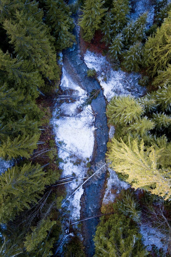 River with Tall Trees on the Side in the Forest Stock Photo - Image of ...