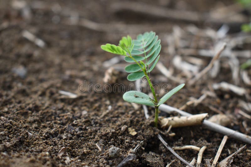 A River Tamarind Growing in the Farm Stock Image - Image of bitter ...