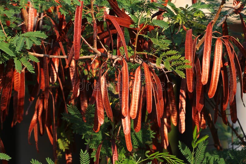 River Tamarind, or Leucaena Leucocephala Leaves and Pods on a Tree ...