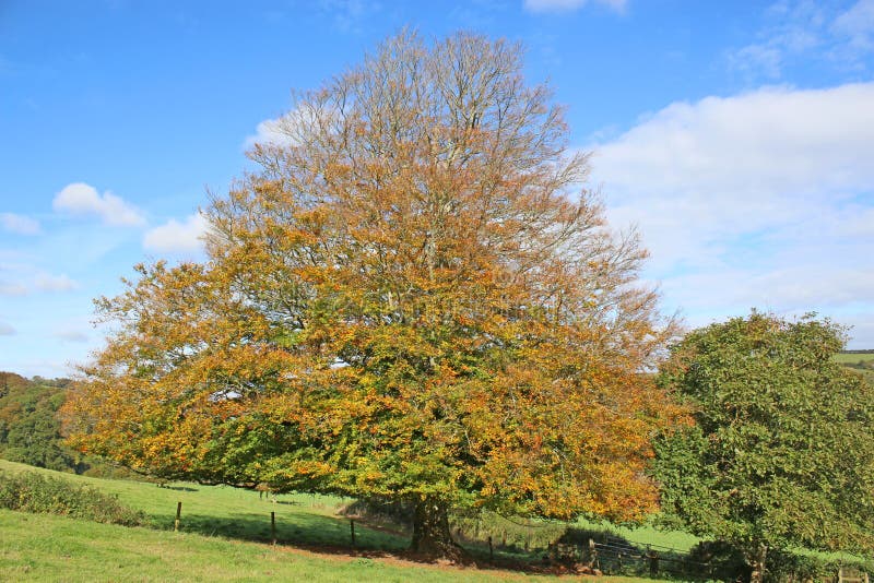River Teign and Teign Valley in Autumn Stock Image - Image of clouds ...