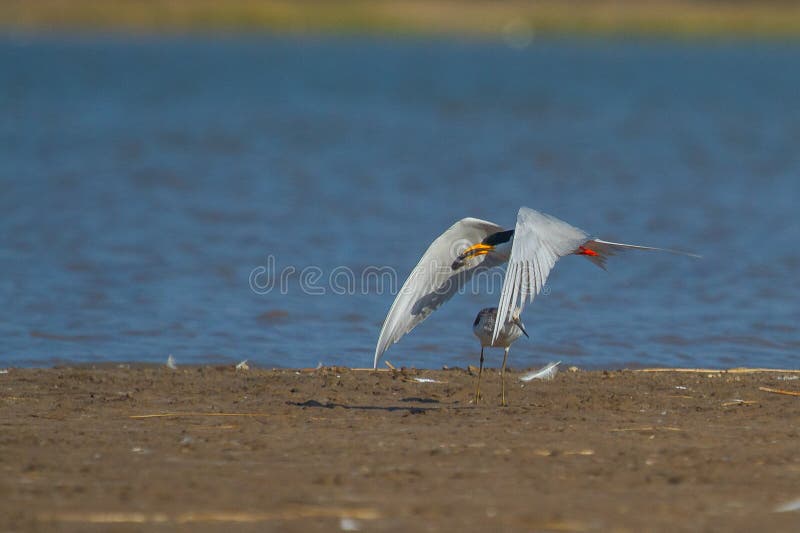 River Tern Bird with a Fish in Its Beak Stock Photo - Image of lake ...