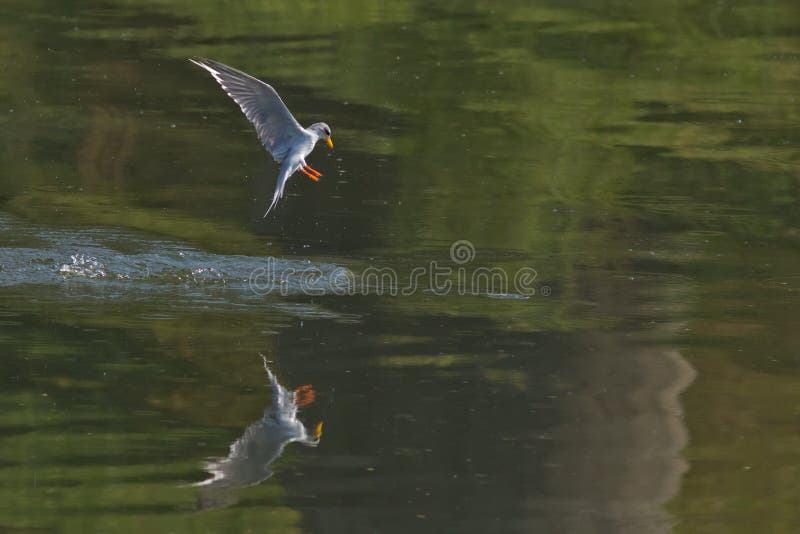 River Tern Bird in flight stock photo. Image of little - 22256014