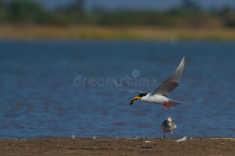 River Tern Bird, Natural, Nature, Wallpaper Stock Photo - Image of bird ...