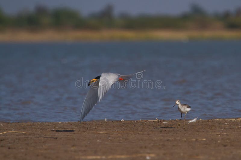 River Tern Bird, Natural, Nature, Wallpaper Stock Photo - Image of bird ...