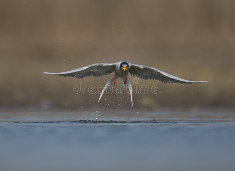 The River tern stock image. Image of markings, color - 110053639