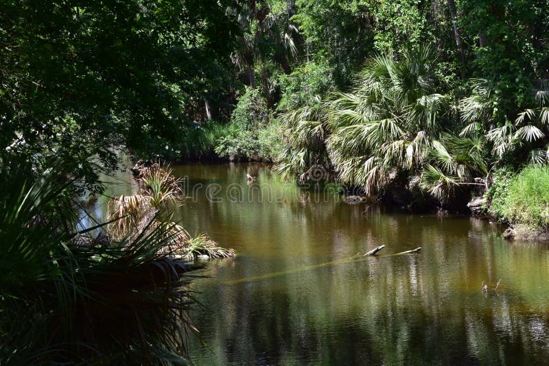 River and thick bush stock photo. Image of river, bush - 104470132