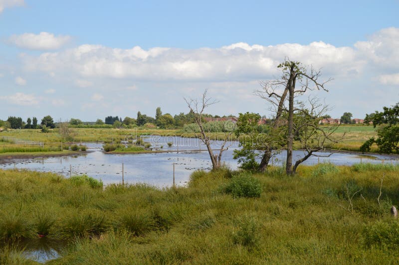 River Torne stock image. Image of wild, torne, countryside - 68351829