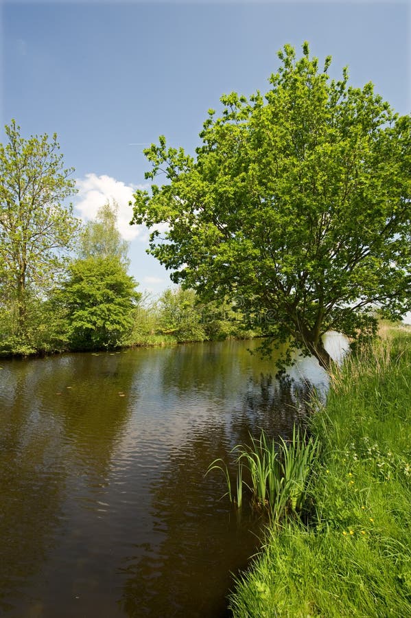 River with tree stock image. Image of river, spring, clear - 5133703
