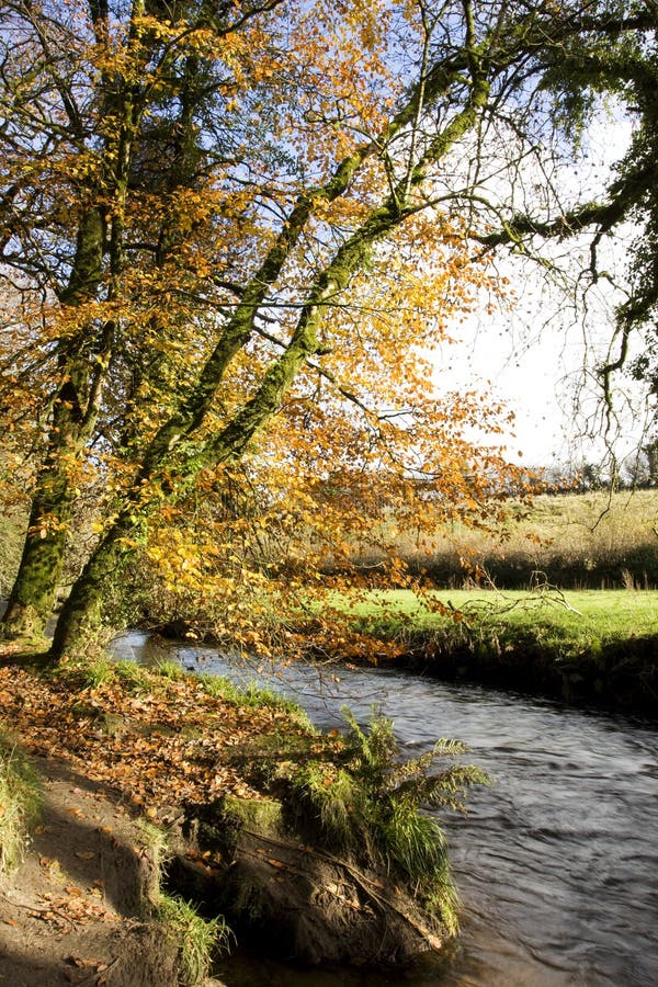 River and tree stock photo. Image of path, stream, tree - 7121410