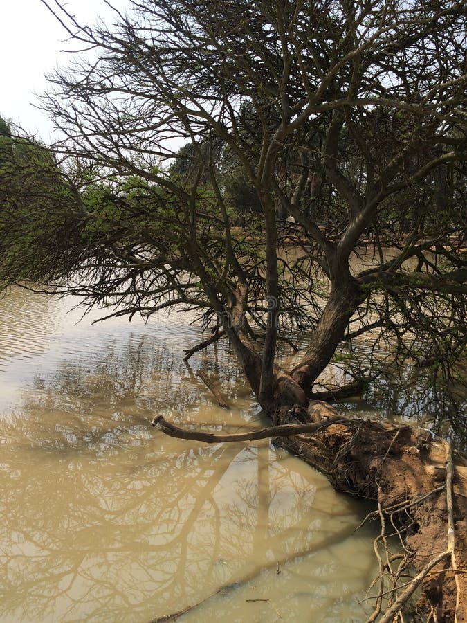 River stock photo. Image of leave, nature, river, water - 88446150