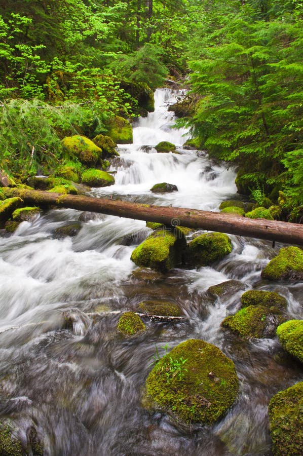 1,428,500 River Tree Stock Photos - Free & Royalty-Free Stock Photos ...