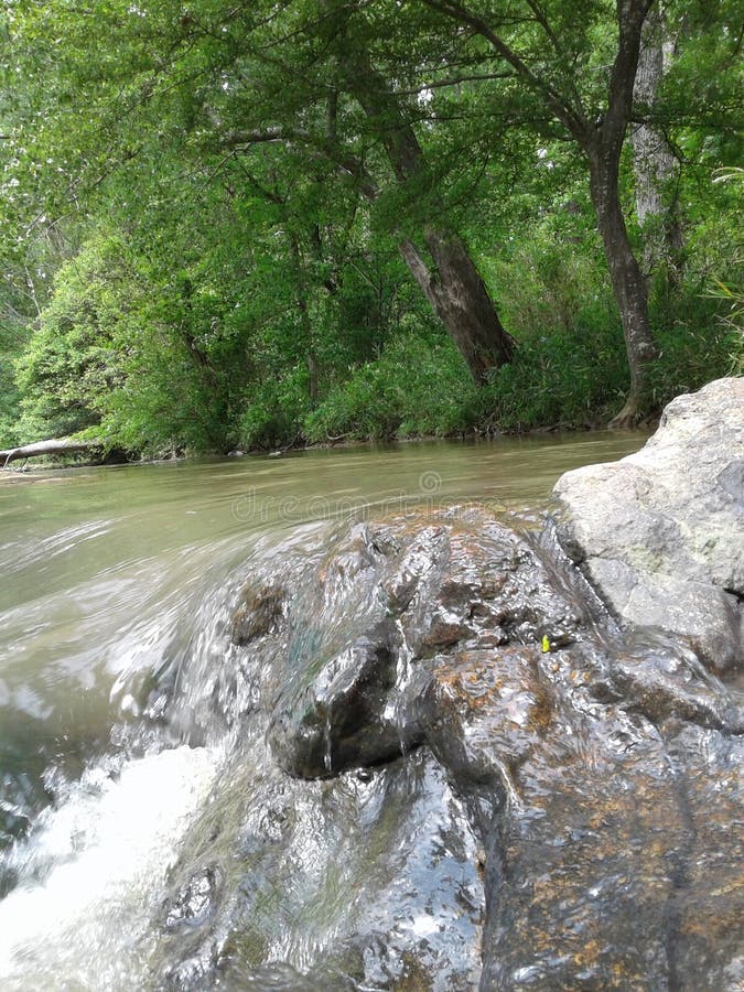 River Tree in the Forest Rocks Stock Photo - Image of tree, river ...