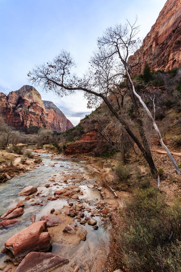 A River with a Tree in the Middle of it Stock Image - Image of autumn ...