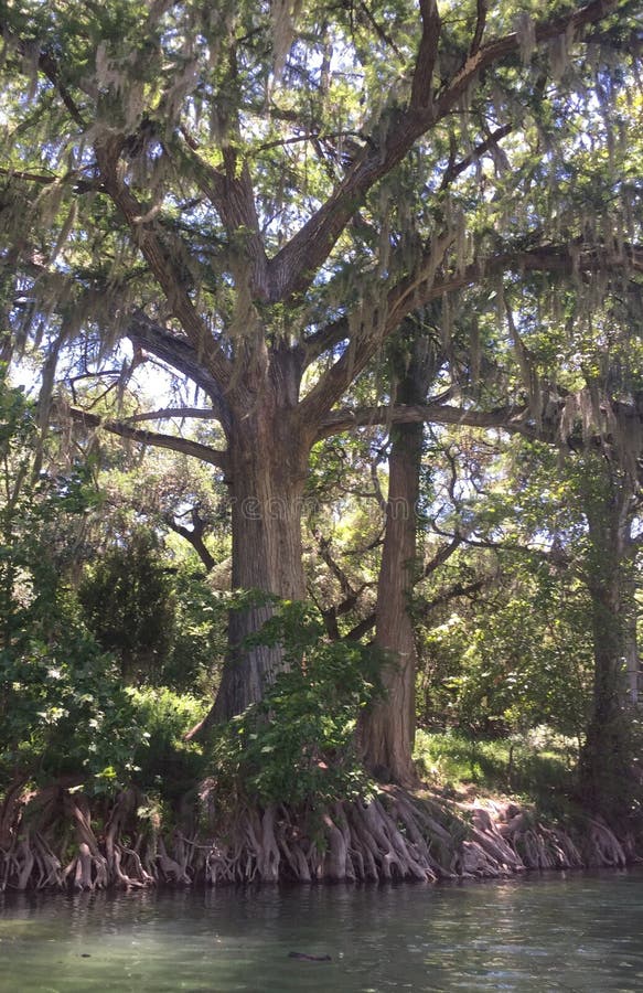 River Tree Roots stock photo. Image of bank, river, texas - 96900704
