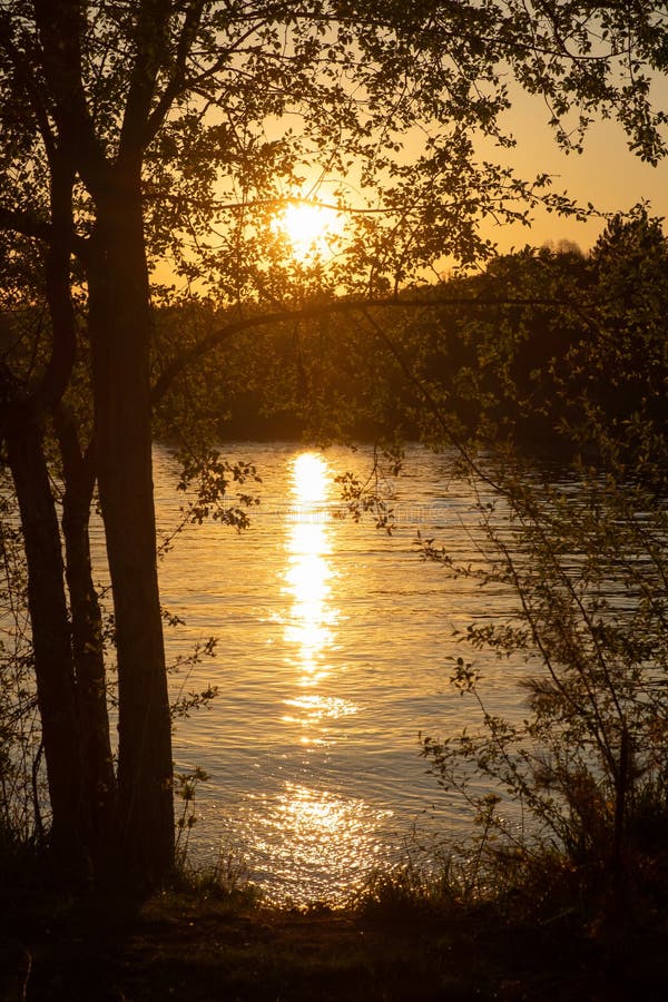 Sunset on the River, Silhouette of Tree. Stock Photo - Image of evening ...