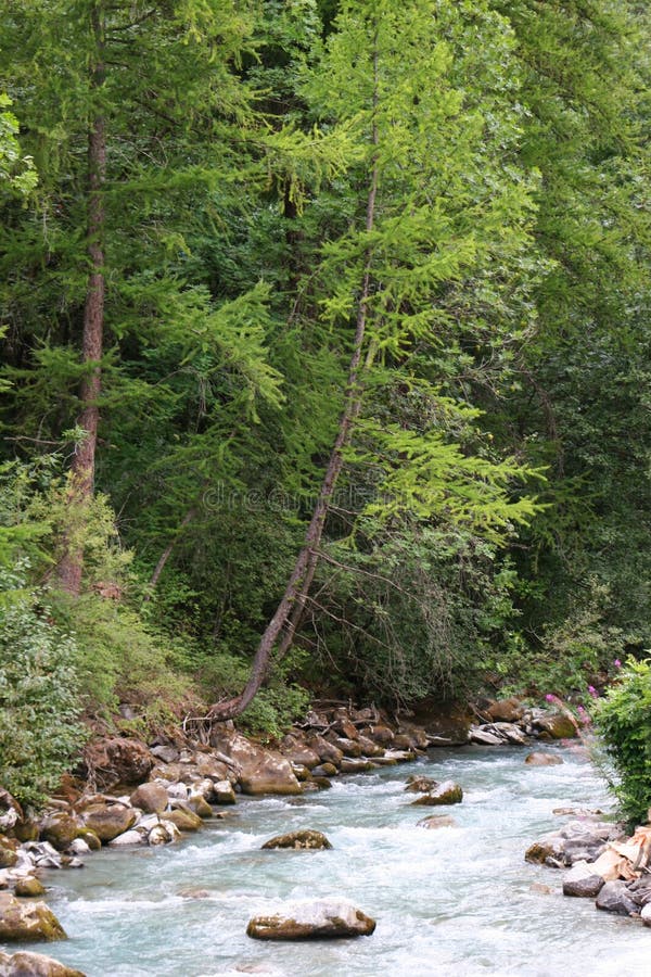 River with trees stock photo. Image of current, rocks - 1162854