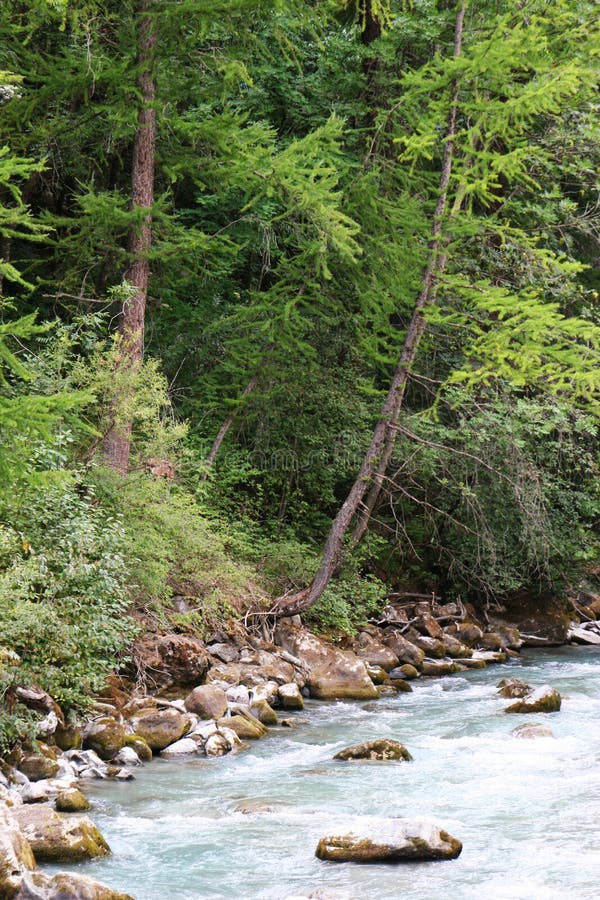 River with trees stock image. Image of stones, rock, river - 1163447