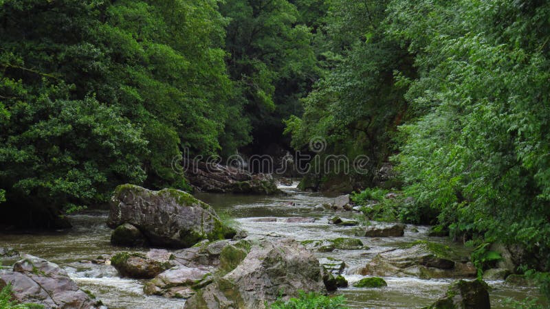 River between Trees and Big Stones in the Forest Stock Photo - Image of ...