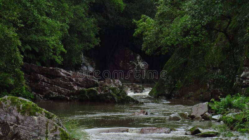 River between Trees and Big Stones in the Forest Stock Photo - Image of ...