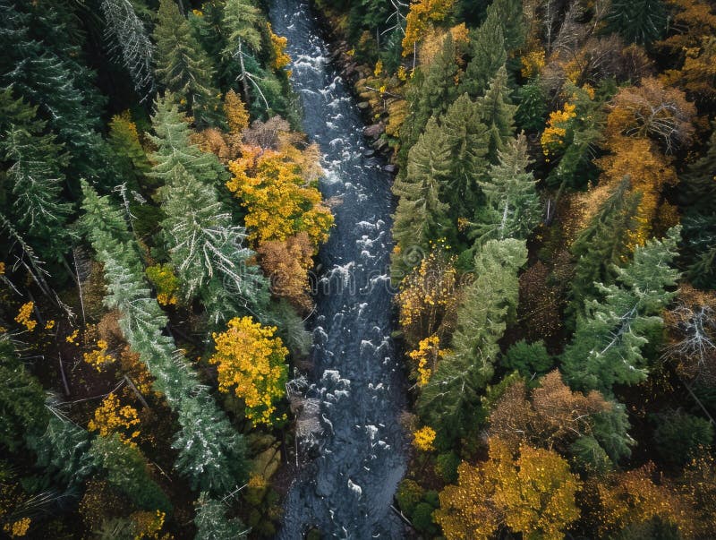 A River with Trees on Both Sides Stock Photo - Image of foliage, high ...
