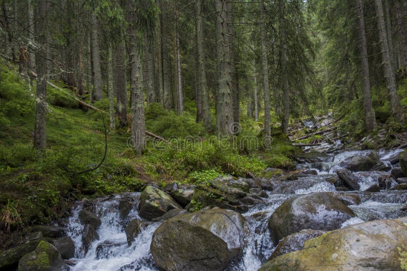 River between Trees the Forest at the Mountains Stock Photo - Image of ...