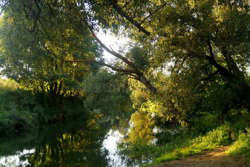 River with trees stock photo. Image of morning, swamp - 79257492