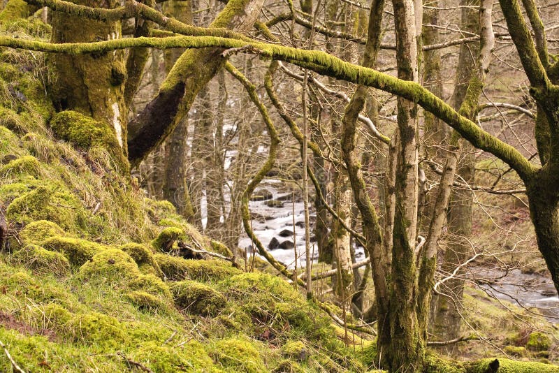A Tangle Of Trees From An Historical Hedge Stock Photo - Image of ...