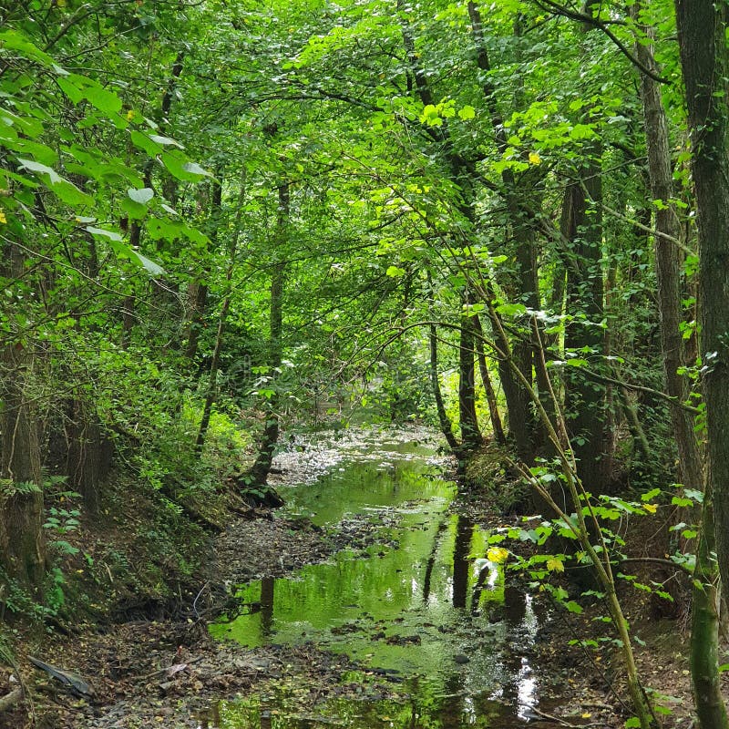 River Trees Reflection Light Green Stock Photo - Image of light, green ...