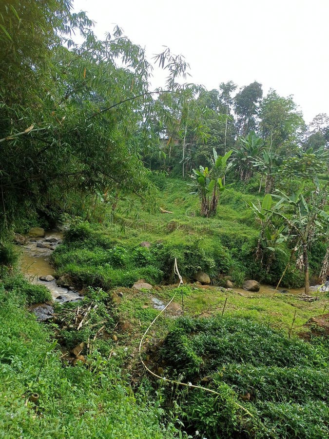 River and Trees in Rural Nature Stock Photo - Image of trees, woodland ...