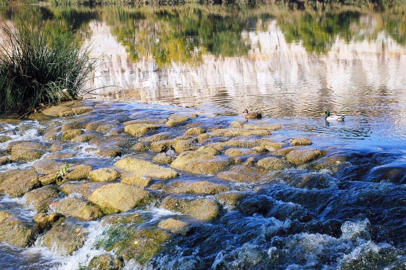 River with Trees and Shrubs Stock Photo - Image of beautiful, grass ...