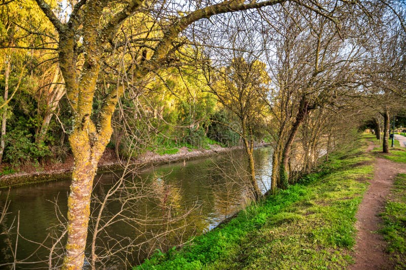 River with trees stock photo. Image of pond, branch - 263455974