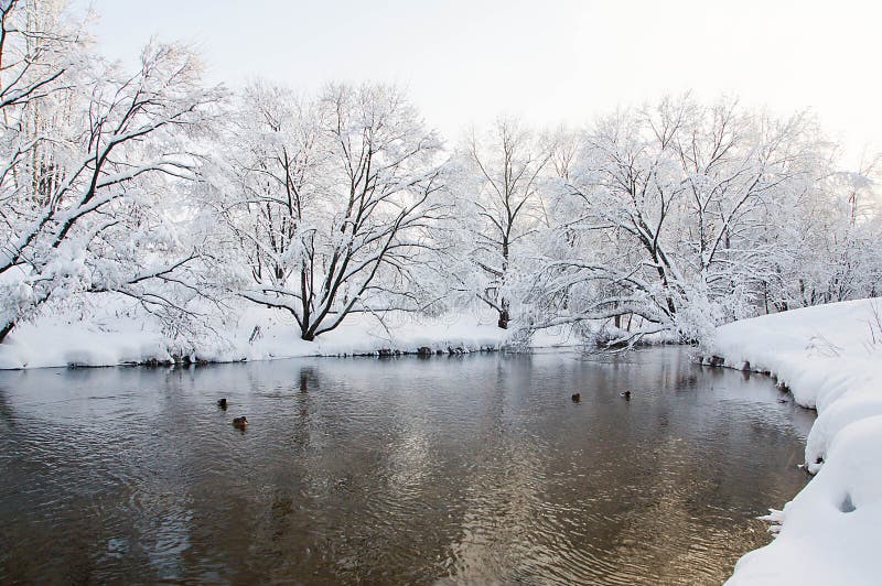 River and Trees Under Snow on Winter Day Stock Image - Image of shrubs ...