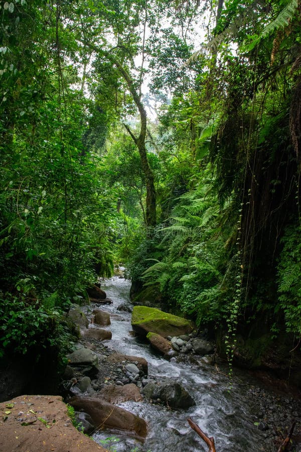 River in tropical area stock photo. Image of jungle - 222306534