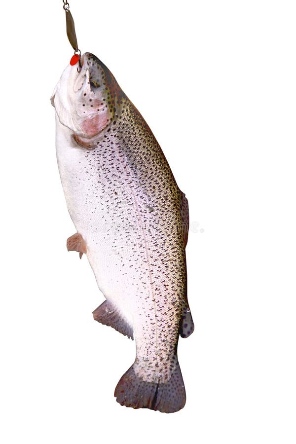 River trout fish with bait stock image. Image of brown - 16456793