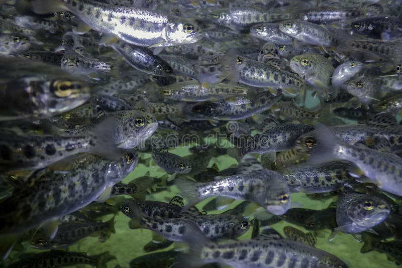 River Trout Swim Underwater, Trout Underwater Scene Stock Photo - Image ...