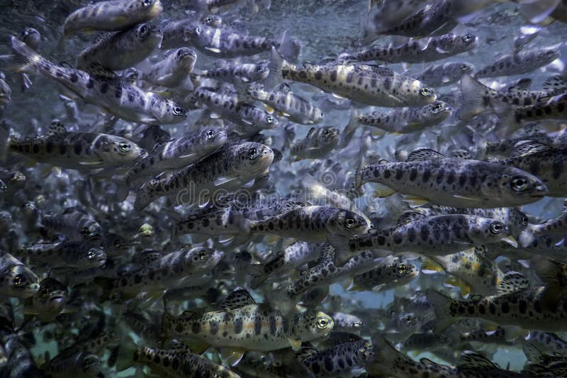 River Trout Swim Underwater, Trout Underwater Scene Stock Photo - Image ...
