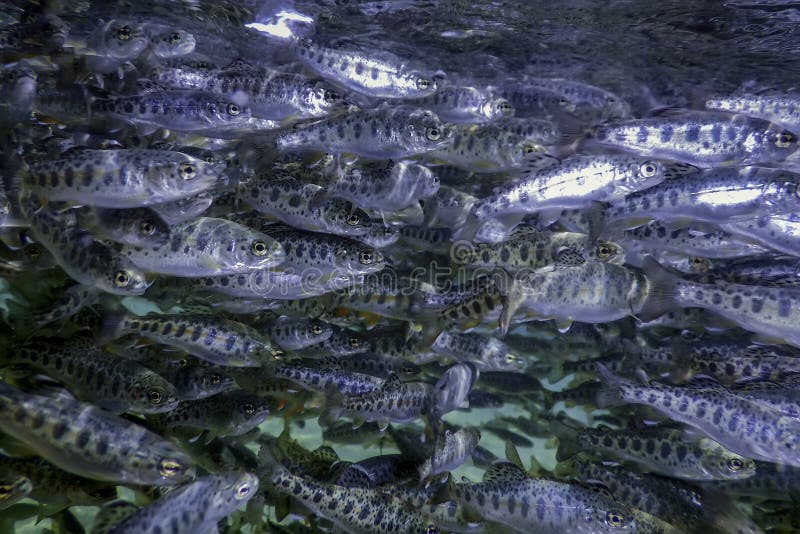 River Trout Swim Underwater, Trout Underwater Scene Stock Image - Image ...