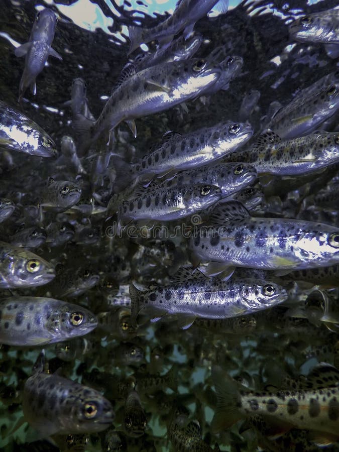 River Trout Swim Underwater, Trout Underwater Scene Stock Image - Image ...