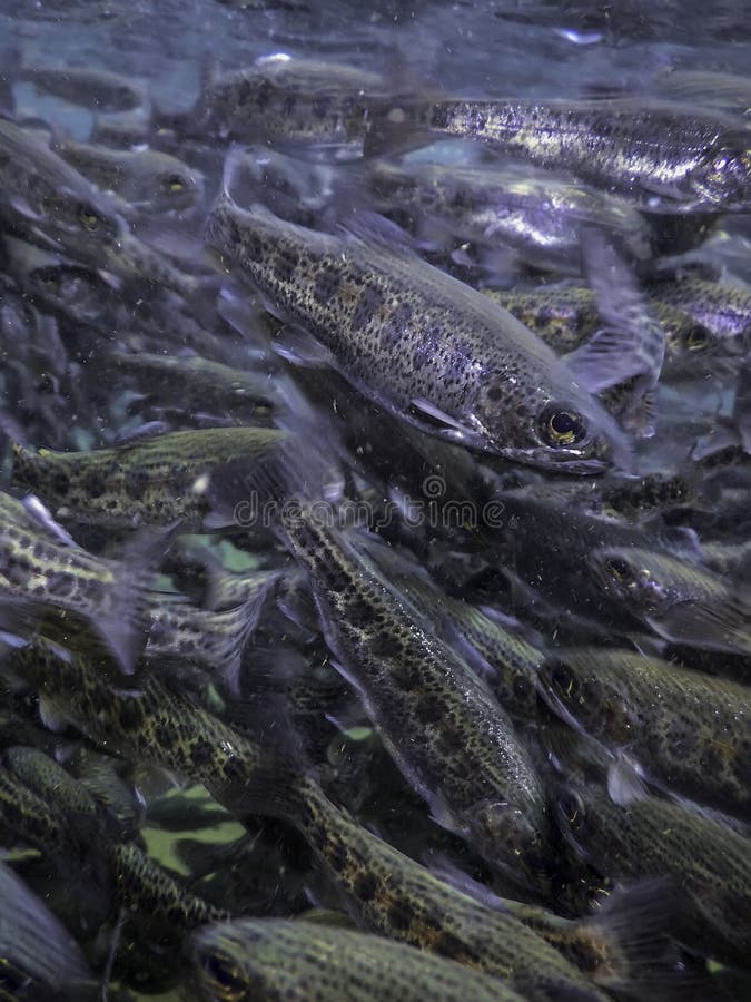 River Trout Swim Underwater, Trout Underwater Scene Stock Image - Image ...