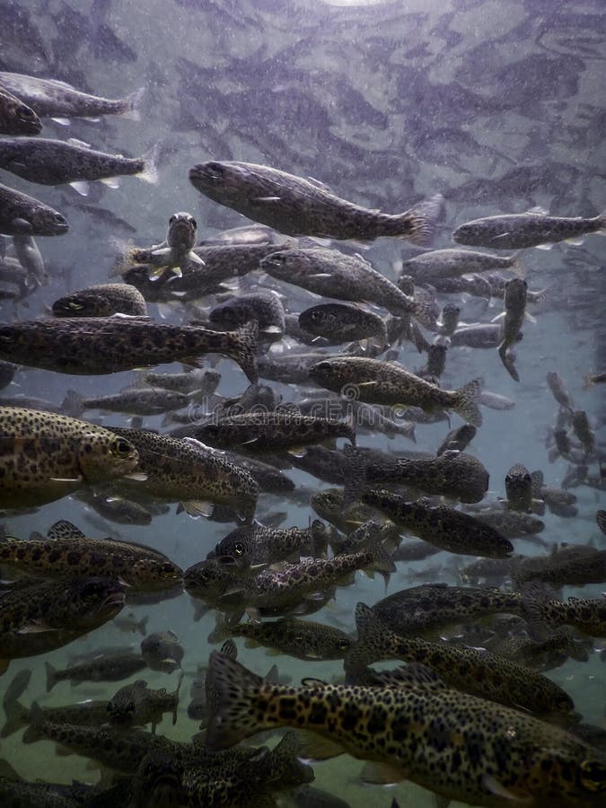 River Trout Swim Underwater, Trout Underwater Scene Stock Image - Image ...