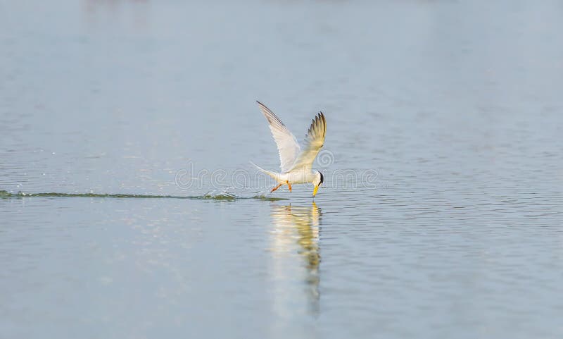 The River Turn (Sterna Aurantia) Flying Stock Photo - Image of ...