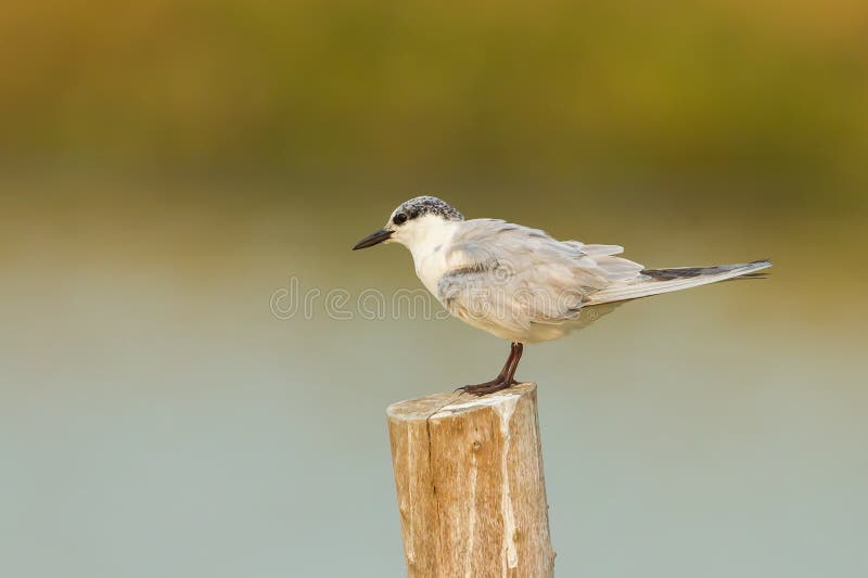 River Turn stock image. Image of tail, marsh, migratory - 36427105
