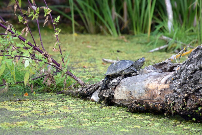 A River Turtle Climbed a Tree Thrown into the River. Stock Photo ...