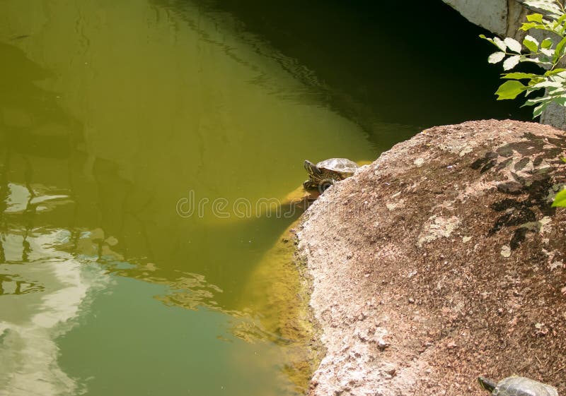 River Turtle in the Habitat. Turtle in the Water and Basking on the ...