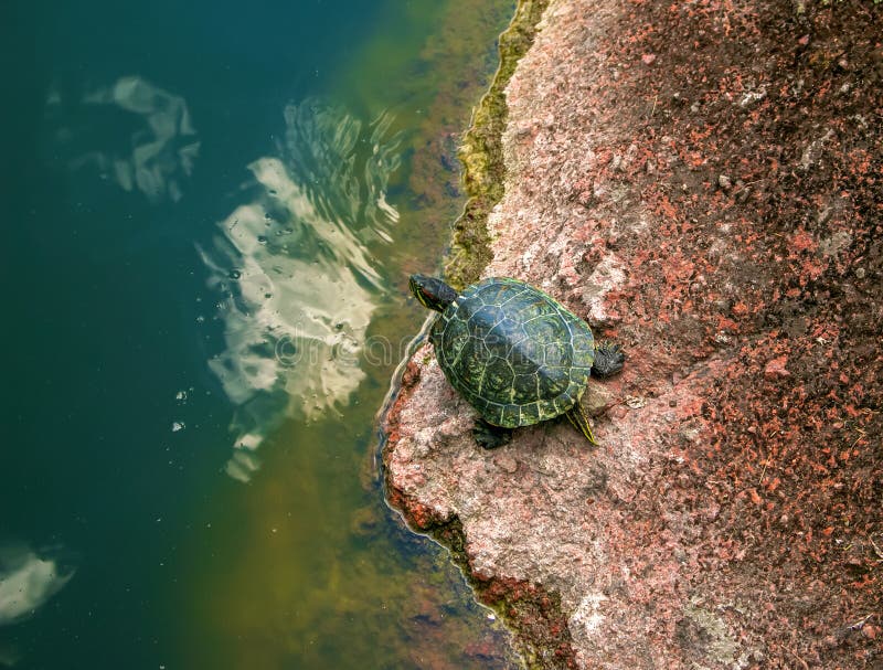 River Turtle in the Habitat. Turtle in the Water and Basking on the ...