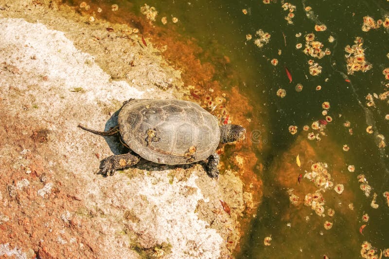 River Turtle in the Habitat. Turtle in the Water and Basking on the ...
