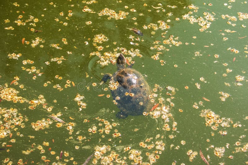 River Turtle in the Habitat. Turtle in the Water and Basking on the ...